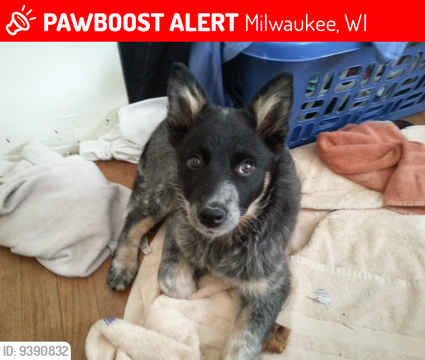 Milwaukee, WI Lost Female Dog, Baby Is Missing | PawBoost