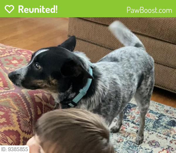 Reunited Female Dog in Saint Matthews, KY 40207 (ID: 69385855) | PawBoost