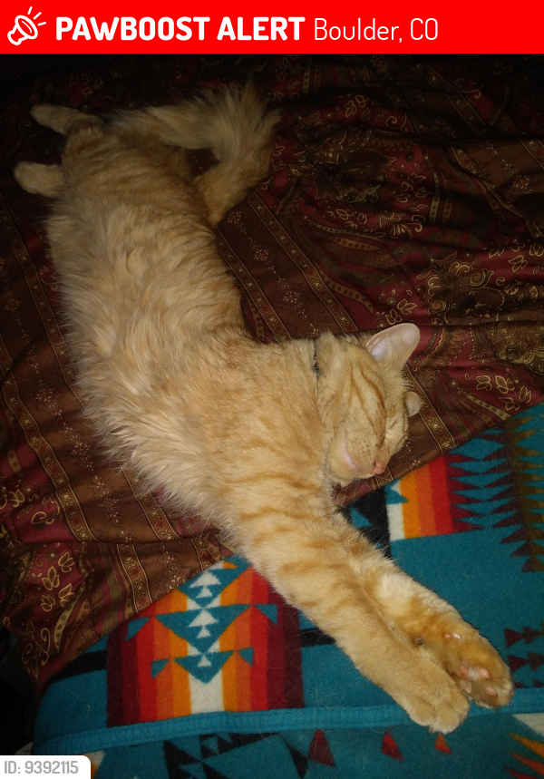 Boulder, CO Lost Male Cat, Leo Is Missing | PawBoost