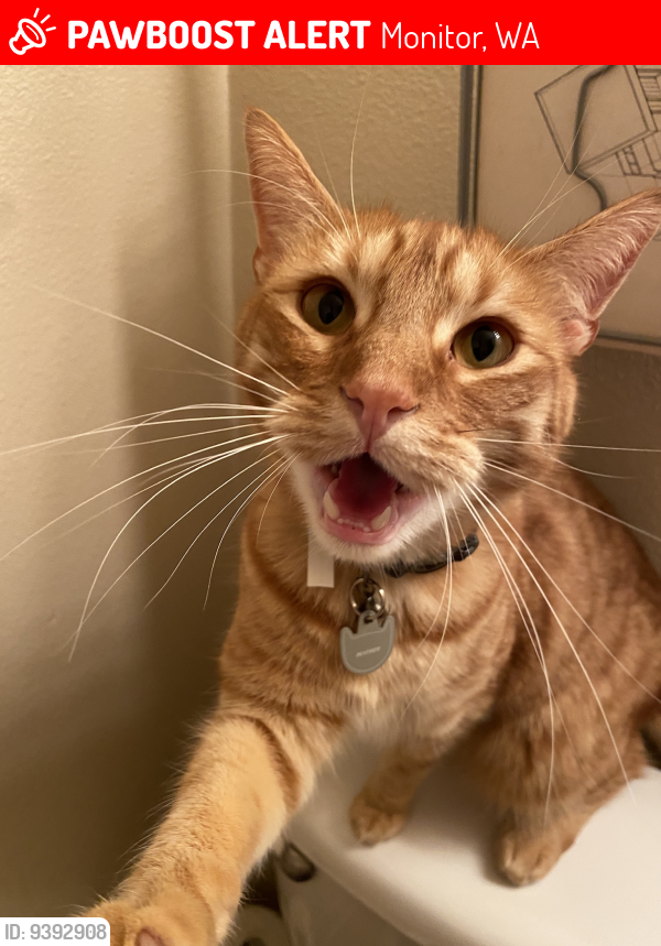 Monitor, WA Lost Male Cat, Gunther Is Missing | PawBoost