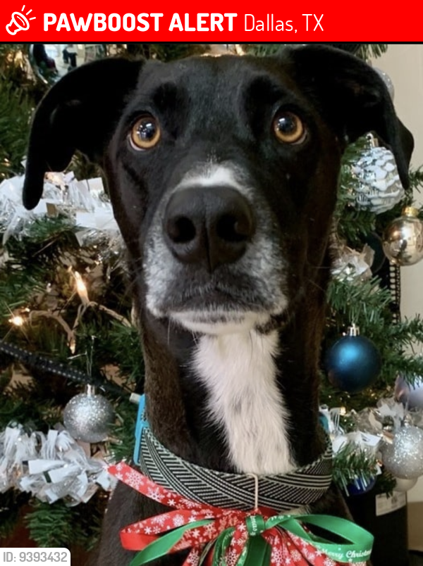 Dallas, TX Lost Male Dog, Jerome Is Missing | PawBoost
