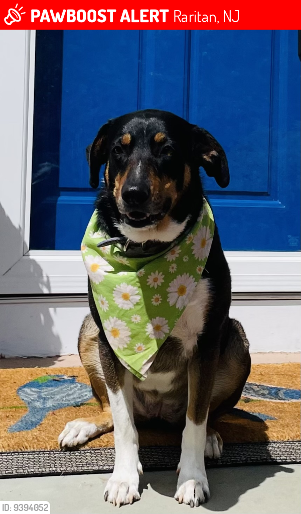 Somerville, NJ Lost Female Dog, Luce Is Missing | PawBoost