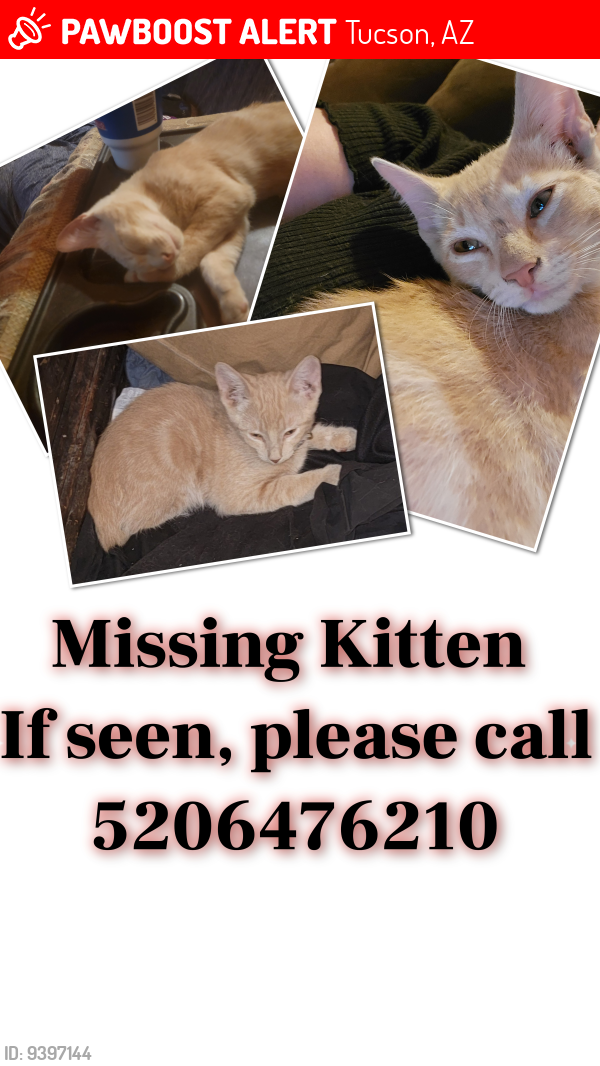 Tucson, AZ Lost Male Cat, Chetor Is Missing | PawBoost