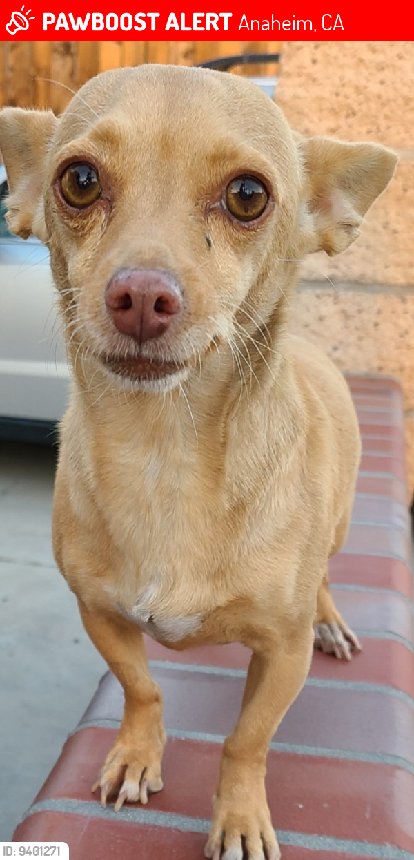Anaheim, CA Lost Female Dog, Princess Is Missing | PawBoost