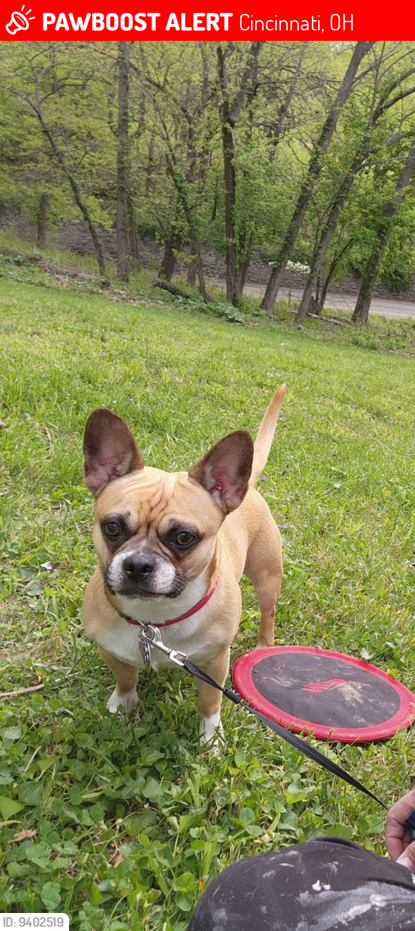 Cincinnati, OH Lost Male Dog, Lucas Is Missing | PawBoost
