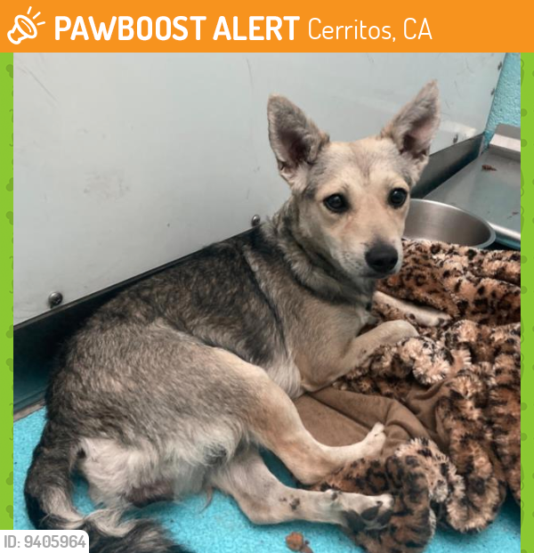 Cerritos, CA Stray Female Dog Found Near Near Charlwood St, Cerritos ...