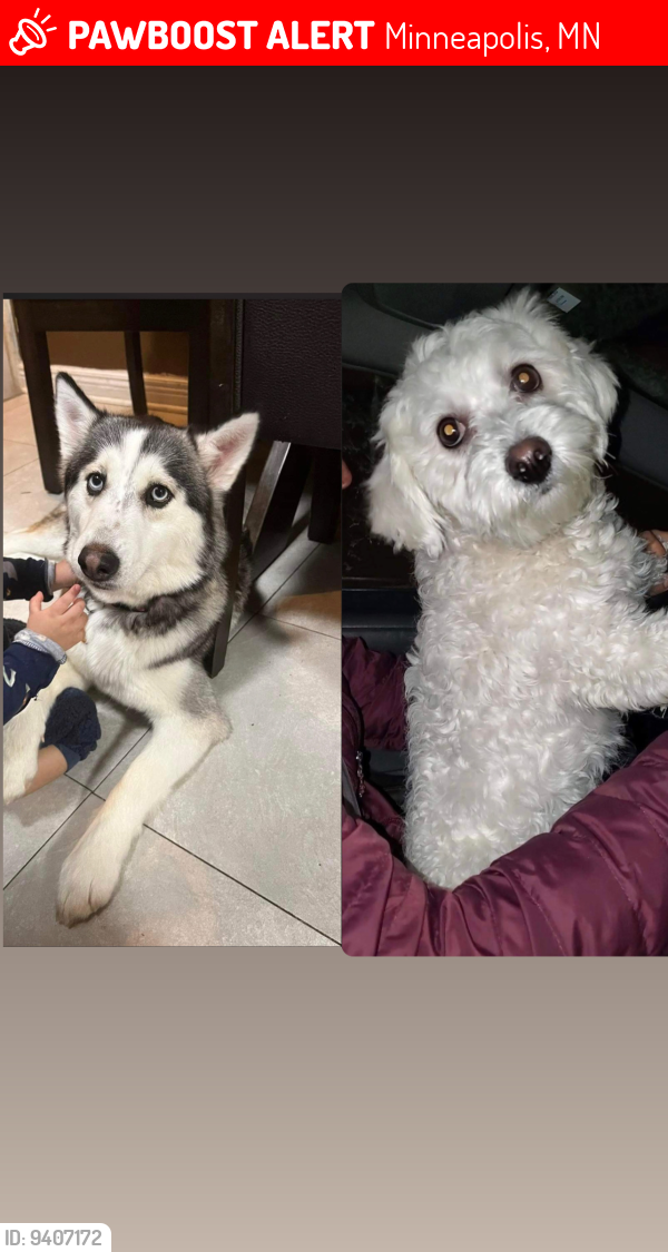 Minneapolis, MN Lost Female Dog, Loba & Firulis Is Missing | PawBoost