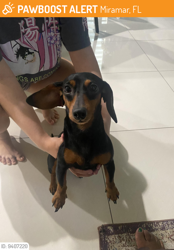 Miramar, FL Stray Female Dog Found Near Miramar parkway and 184 | PawBoost