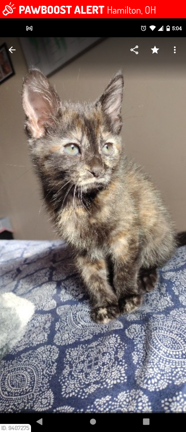 Hamilton, OH Lost Female Cat, Ginger Is Missing | PawBoost