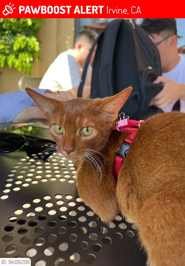 Irvine, CA Lost Female Cat, Pachi Is Missing | PawBoost