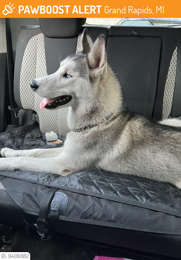 Grand Rapids, MI Stray Male Dog Found Near Division and Burton | PawBoost