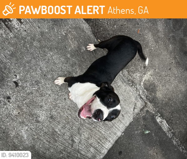 Athens, GA Stray Female Dog Found Near Epps bridge Parkway | PawBoost