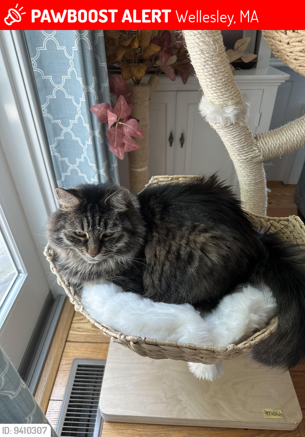 Wellesley, MA Lost Female Cat, Emma Is Missing | PawBoost
