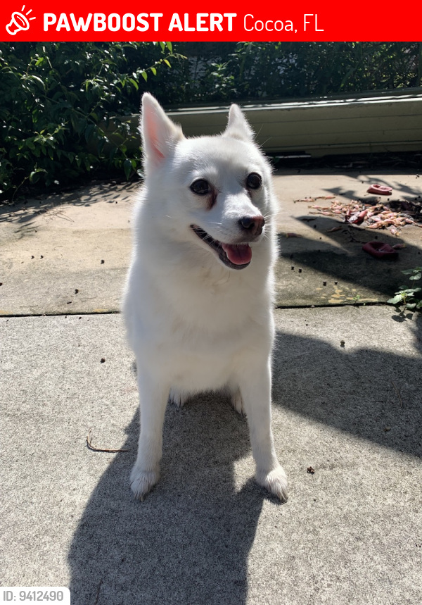 Cocoa, FL Lost Female Dog, Elsa Is Missing | PawBoost