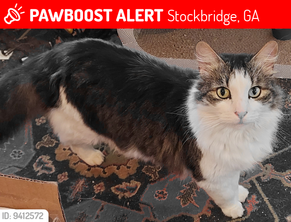Stockbridge, GA Lost Male Cat, Oreo Is Missing | PawBoost