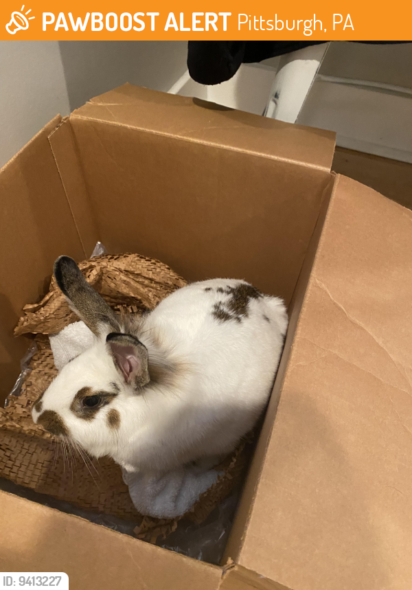 Surrendered Rabbit in Pittsburgh, PA 15201 (ID: 69413227) | PawBoost