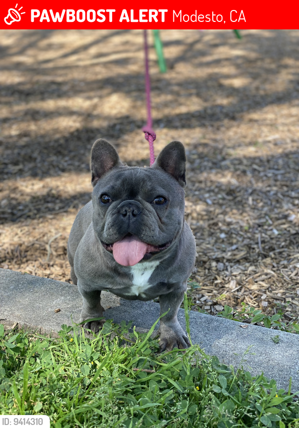 Modesto, CA Lost Female Dog, Peaches Is Missing | PawBoost