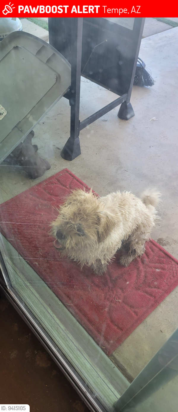 Tempe, AZ Lost Male Dog, Symba Is Missing | PawBoost