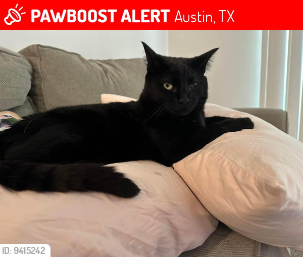 Austin, TX Lost Male Cat, Mr. Goop Is Missing | PawBoost