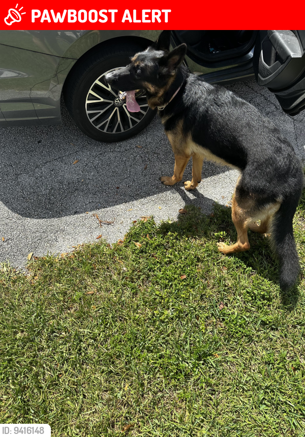 North Miami Beach, FL Lost Female Dog, Koda Is Missing | PawBoost
