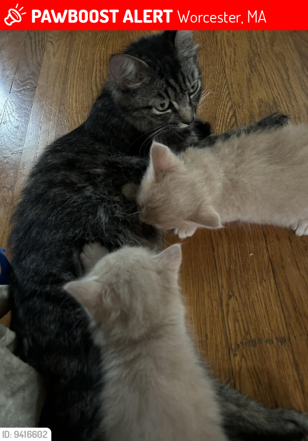 Worcester, MA Lost Female Cat, Amelia Is Missing | PawBoost