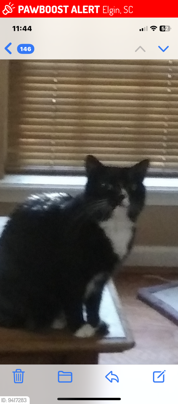 Elgin, SC Lost Female Cat, Oreo Is Missing | PawBoost