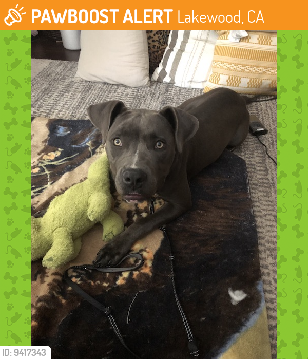 Lakewood, CA Stray Female Dog Found Near Centralia | PawBoost