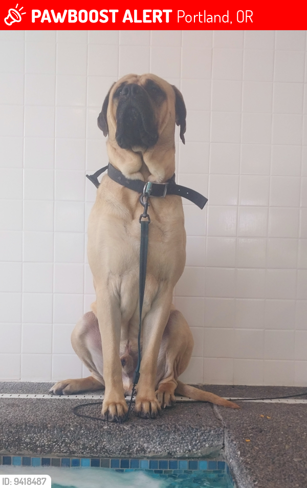 Portland, OR Lost Male Dog, Bobo Is Missing | PawBoost