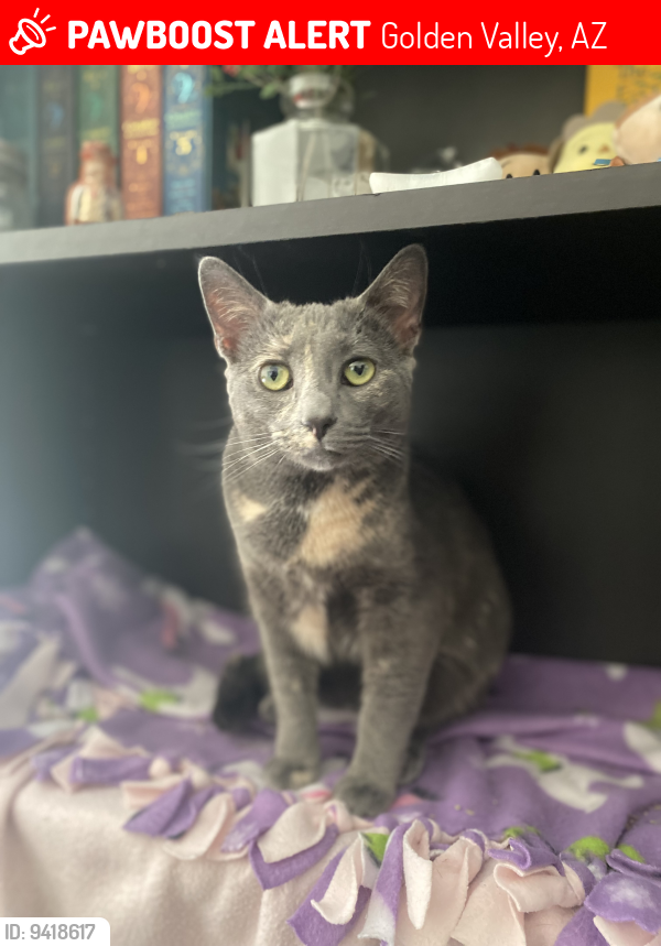 Golden Valley, AZ Lost Female Cat, Merle Is Missing | PawBoost