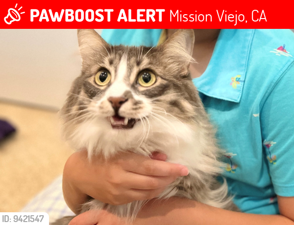 Mission Viejo, CA Lost Male Cat, Toby Is Missing | PawBoost