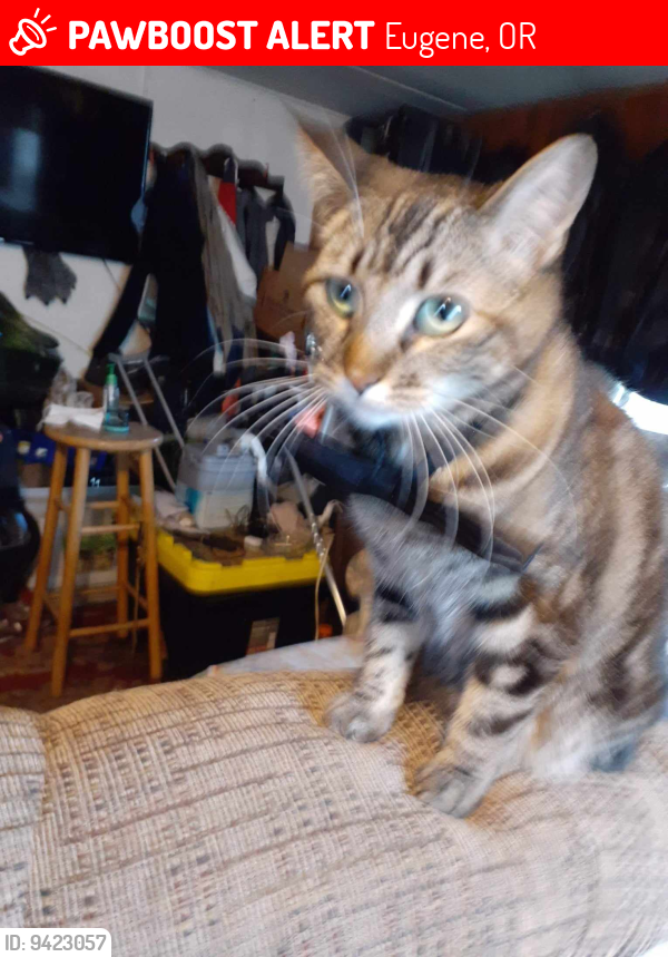 Eugene, OR Lost Female Cat, Nugget Is Missing | PawBoost