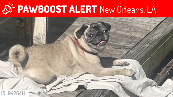 New Orleans, LA Lost Female Dog, Junebug Is Missing | PawBoost