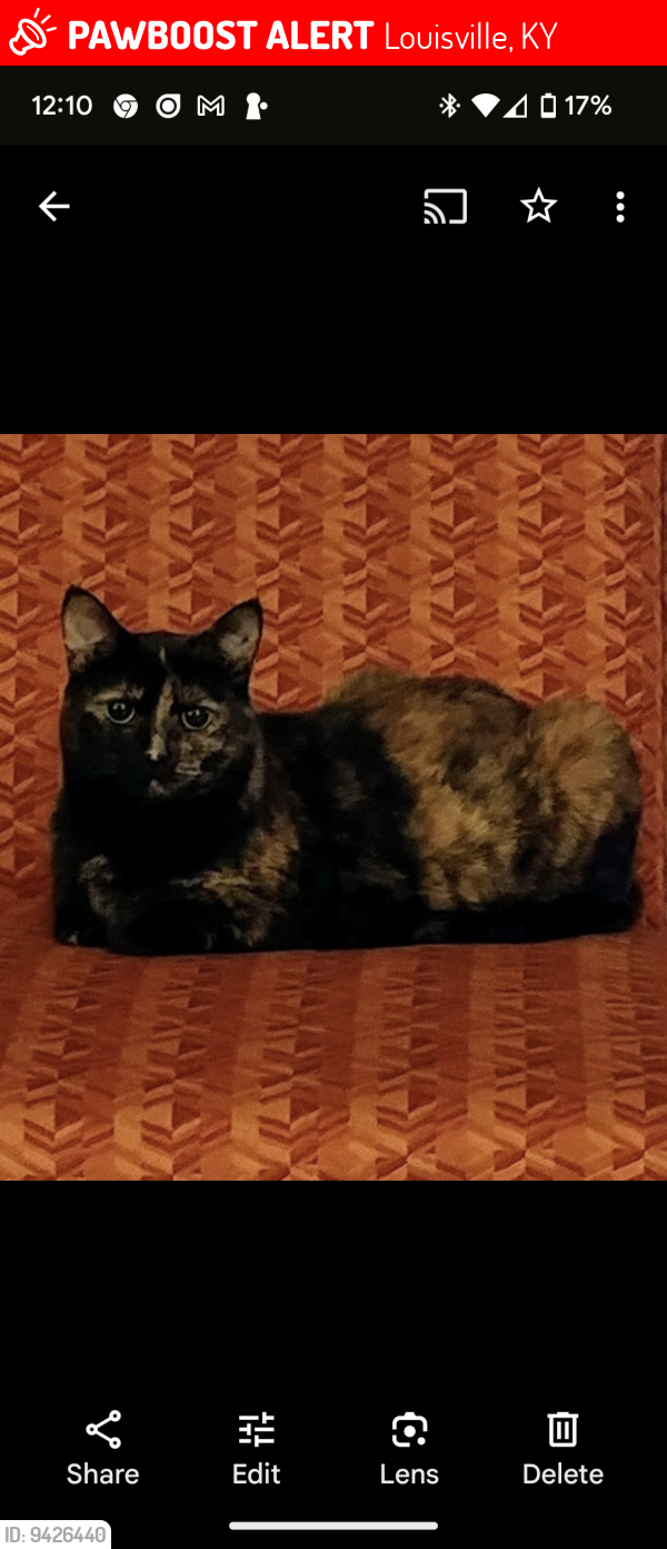 Louisville, KY Lost Female Cat, Precious Is Missing | PawBoost