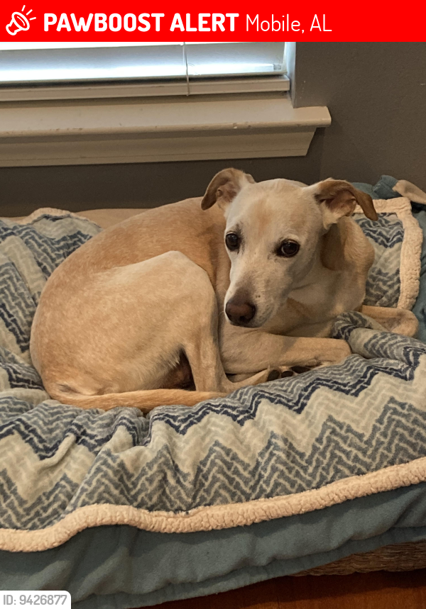 Mobile, AL Lost Male Dog, Murphy Is Missing | PawBoost