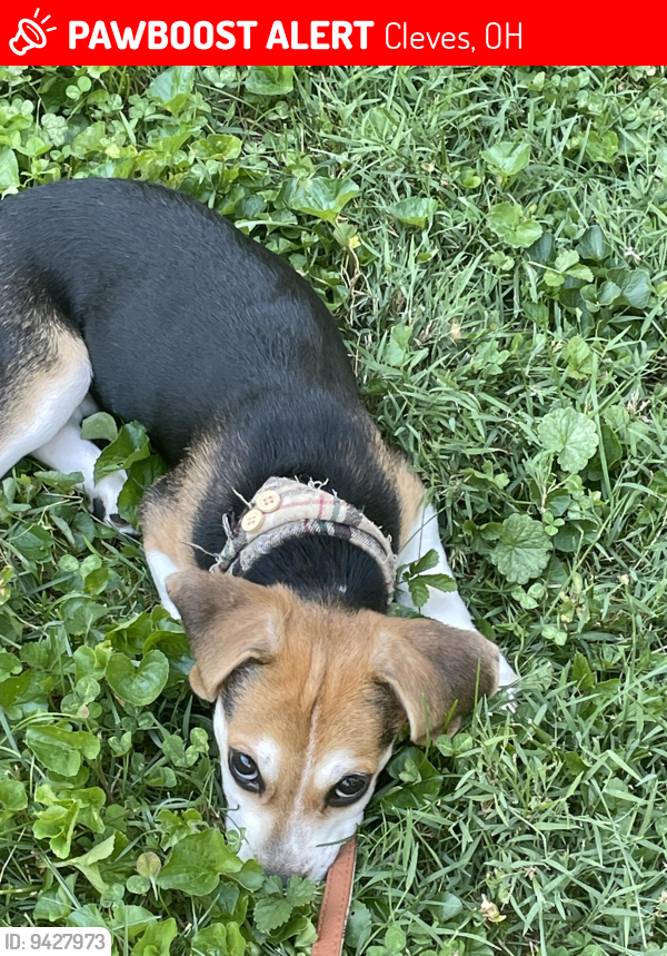 Cleves, OH Lost Male Dog, Rocco Is Missing | PawBoost