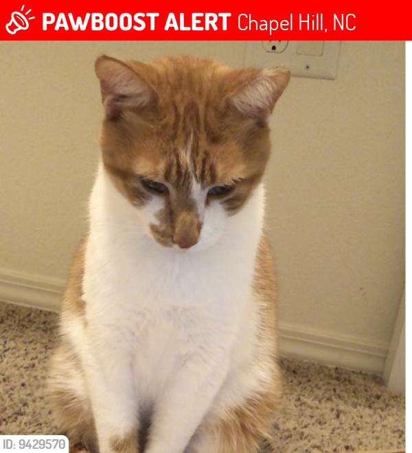 Chapel Hill, NC Lost Male Cat, Buddy is Lost Is Missing | PawBoost