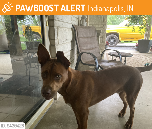 Indianapolis, IN Stray Male Dog Found Near Bluff Road 46217 | PawBoost