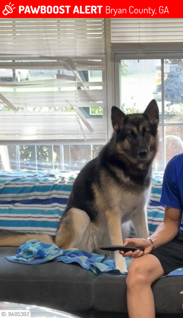 Bryan County, GA Lost Female Dog, Luna Is Missing | PawBoost