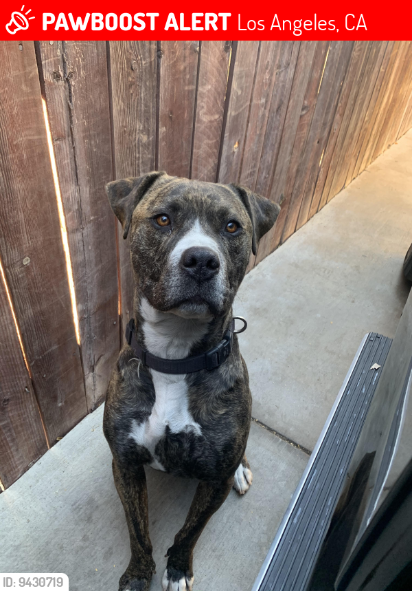 Los Angeles, CA Lost Male Dog, Max Is Missing | PawBoost