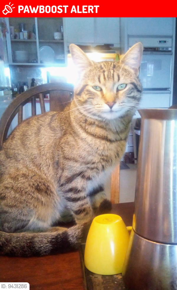 Desert Hot Springs, CA Lost Male Cat, Ignatz Is Missing | PawBoost