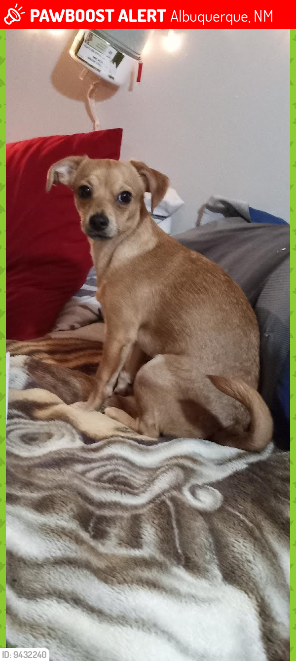 Albuquerque, NM Lost Female Dog, Littlefoot Is Missing | PawBoost