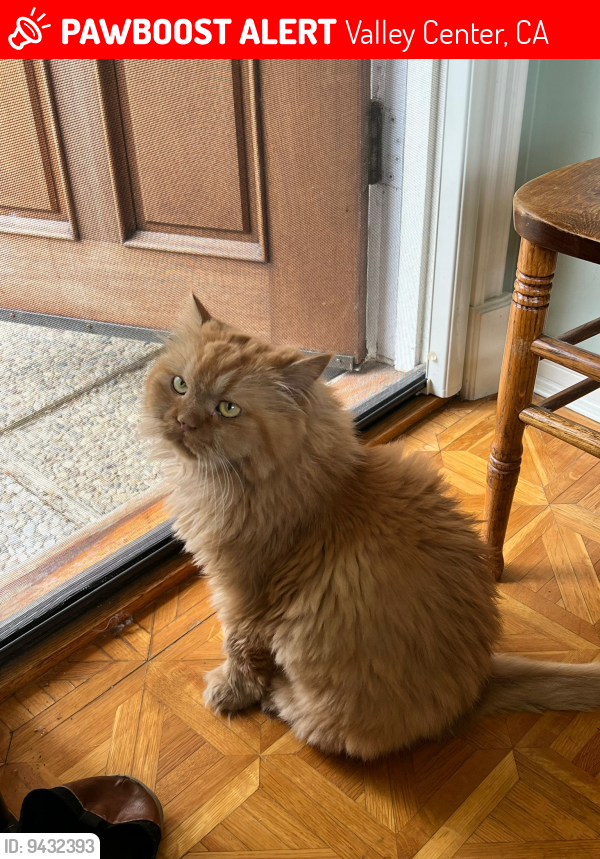 Valley Center, CA Lost Male Cat, Ginger Is Missing | PawBoost