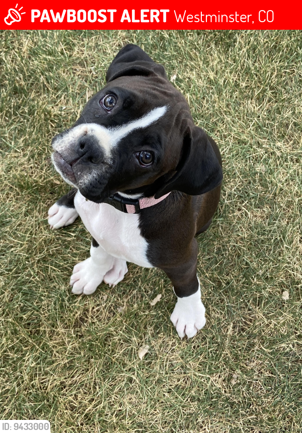 Westminster, CO Lost Female Dog, Zena Is Missing | PawBoost