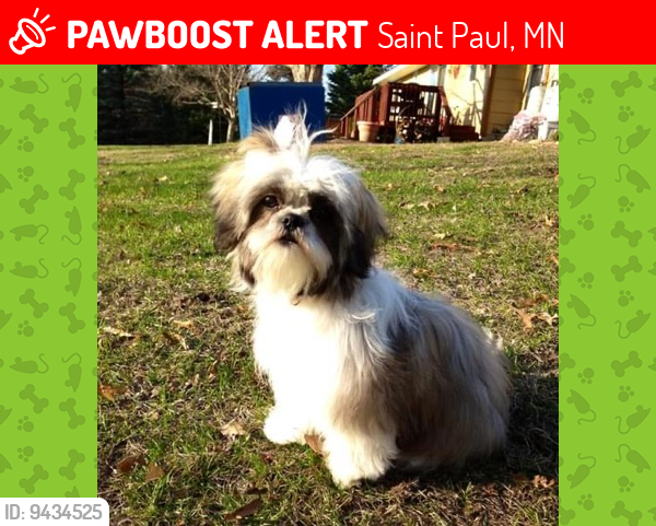Saint Paul, MN Lost Female Dog, Maggie Is Missing | PawBoost