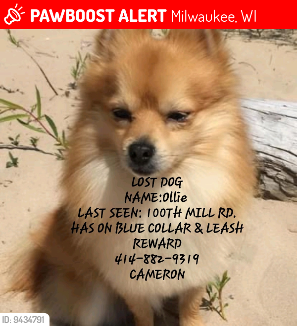 Milwaukee, WI Lost Male Dog, Ollie Is Missing | PawBoost