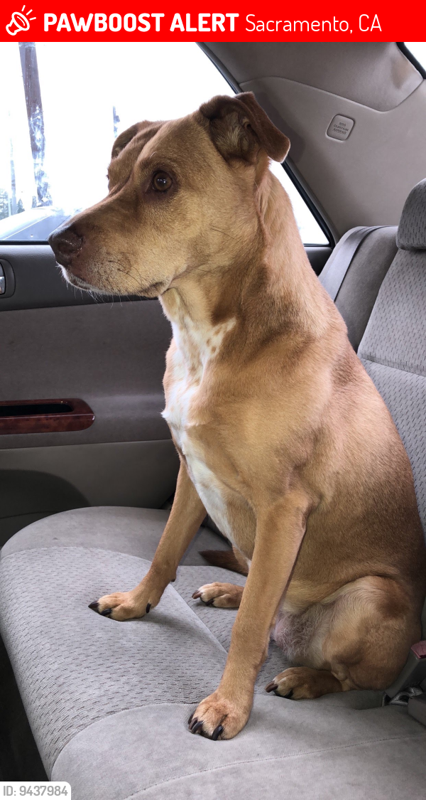 Sacramento, CA Lost Female Dog, Rachel Is Missing | PawBoost