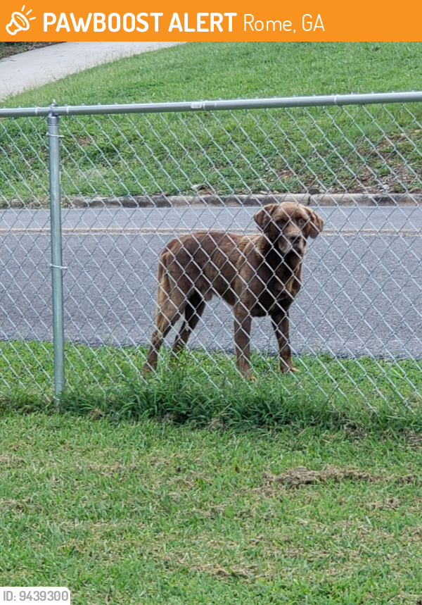 Rome, GA Stray Dog Found Near Highland and church st ne | PawBoost