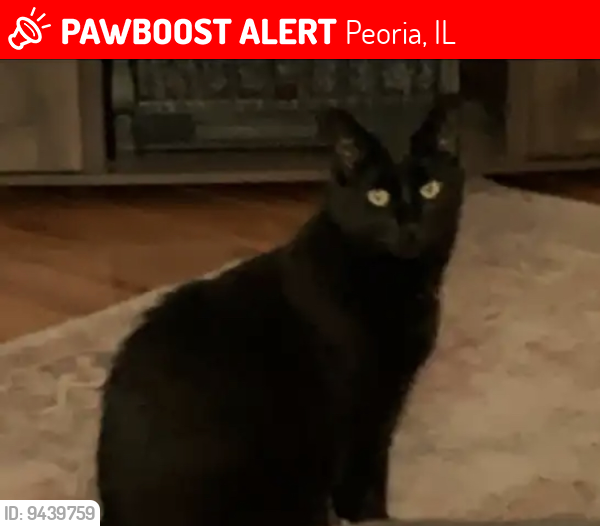 Peoria, IL Lost Male Cat, Ace/aceymace Is Missing | PawBoost