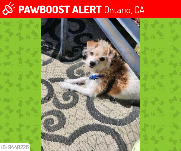 Ontario, CA Lost Female Dog, BELLA GIRL Is Missing | PawBoost