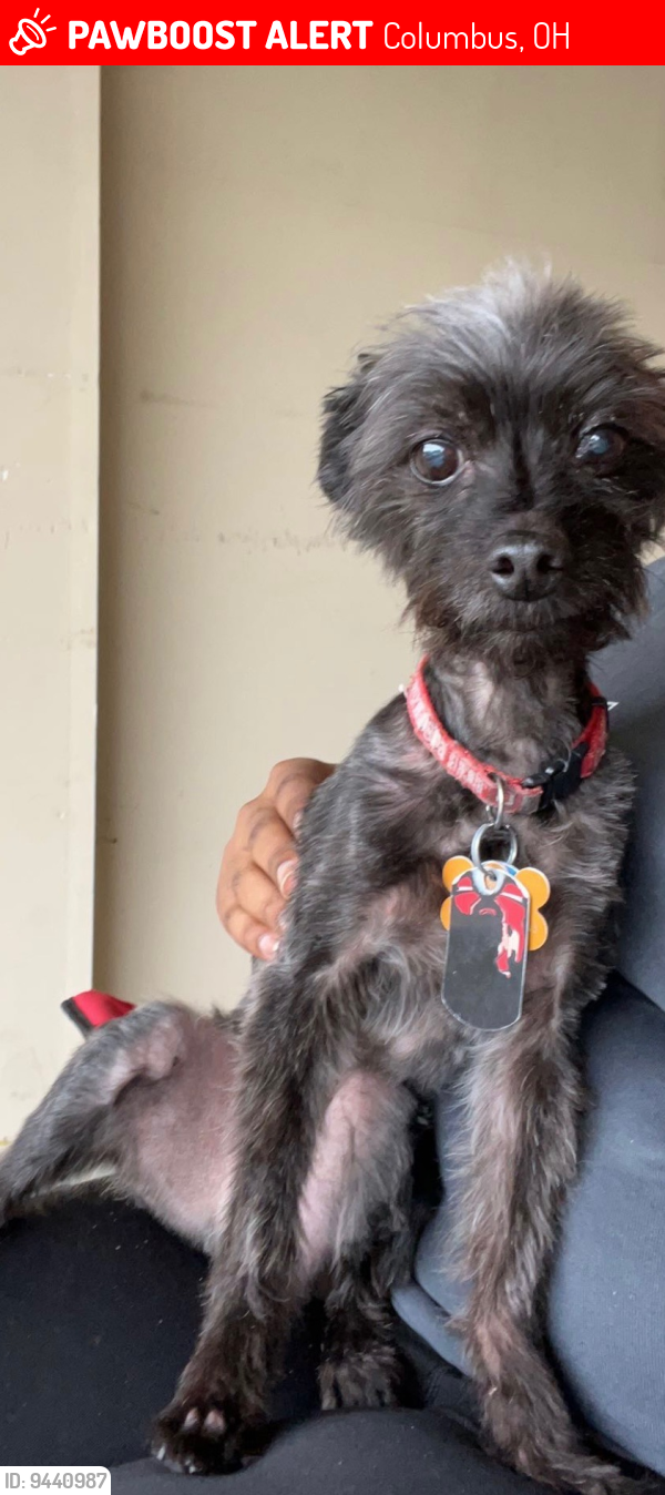 Columbus, OH Lost Male Dog, Diesel Is Missing | PawBoost